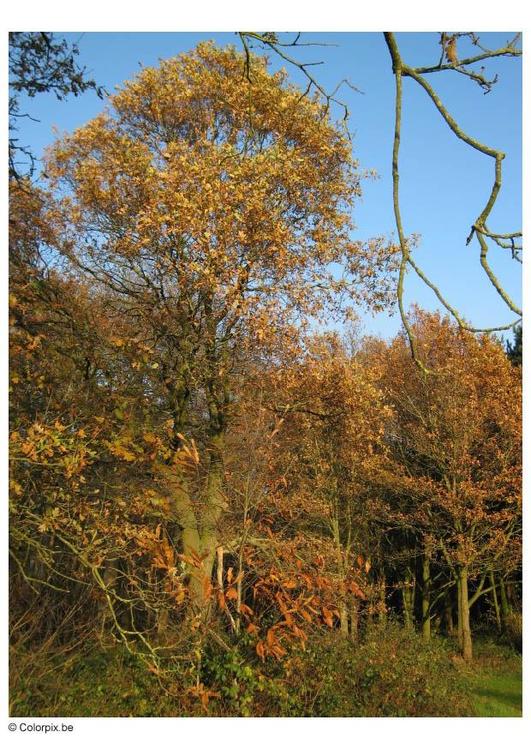 Foto skog - Gratis Bilder - bilde 8354