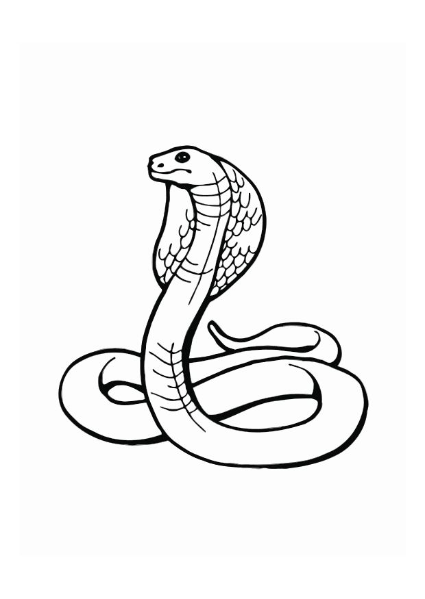 Kobra Tegning Kobra Çizim Ve Boyaması | Snake Drawing And Painting